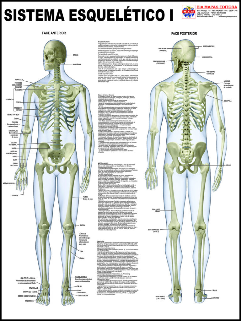Sistema Esquelético I • Bia Mapas