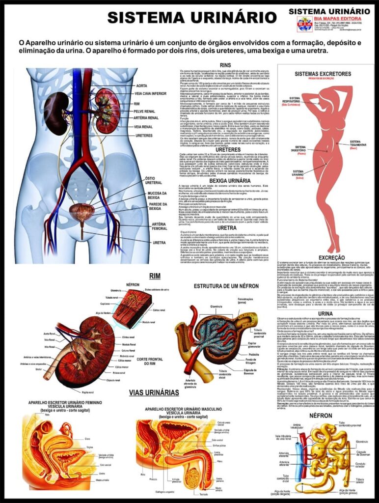Sistema Urinário • Bia Mapas