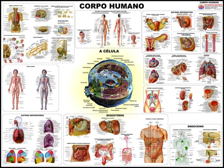 Corpo Humano • Bia Mapas