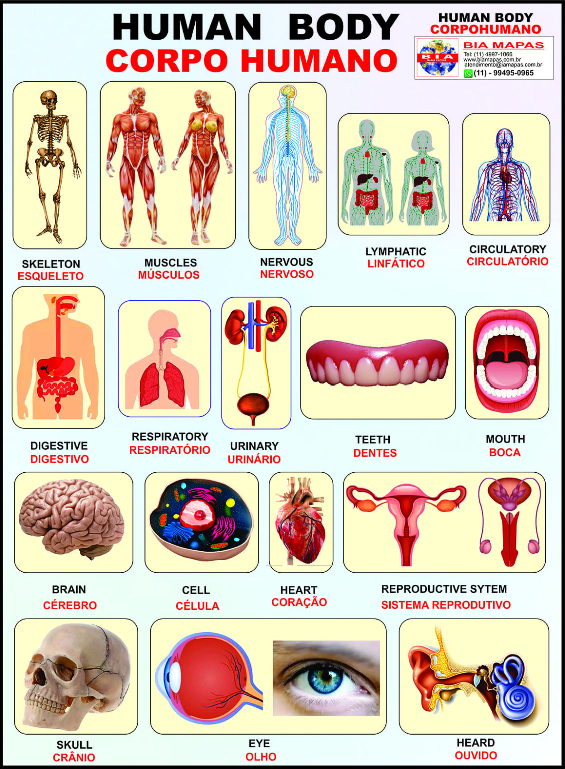 Mapa Corpo Humano Bilíngue • Bia Mapas