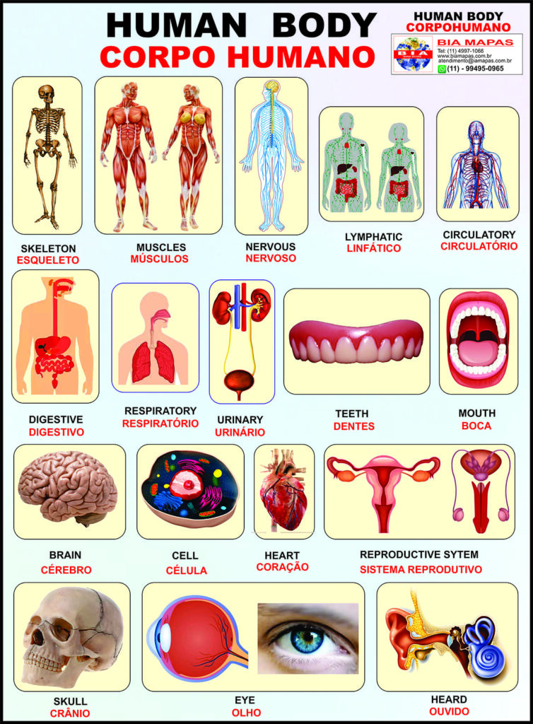 Mapa Corpo Humano Bilíngue • Bia Mapas
